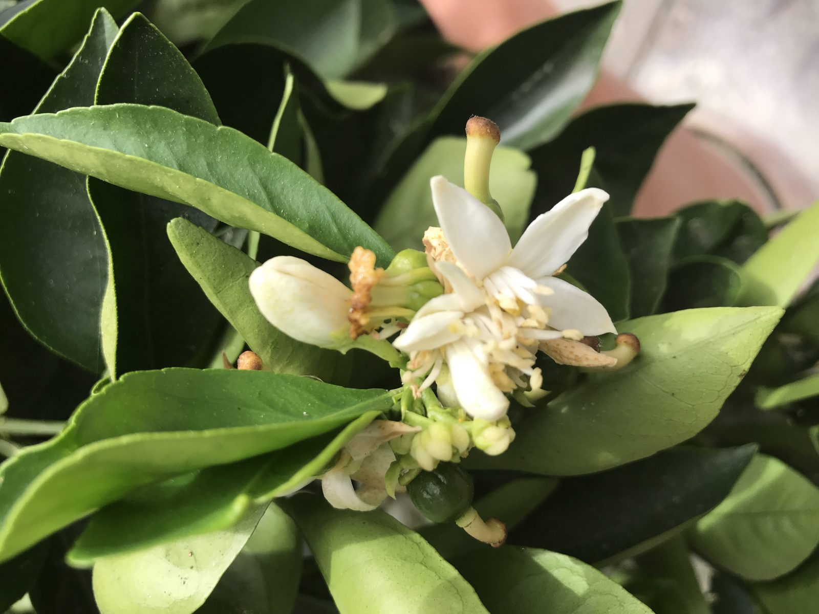 Episode 29: Indoor Citrus Care with MI Gardener - Growing Joy with Maria