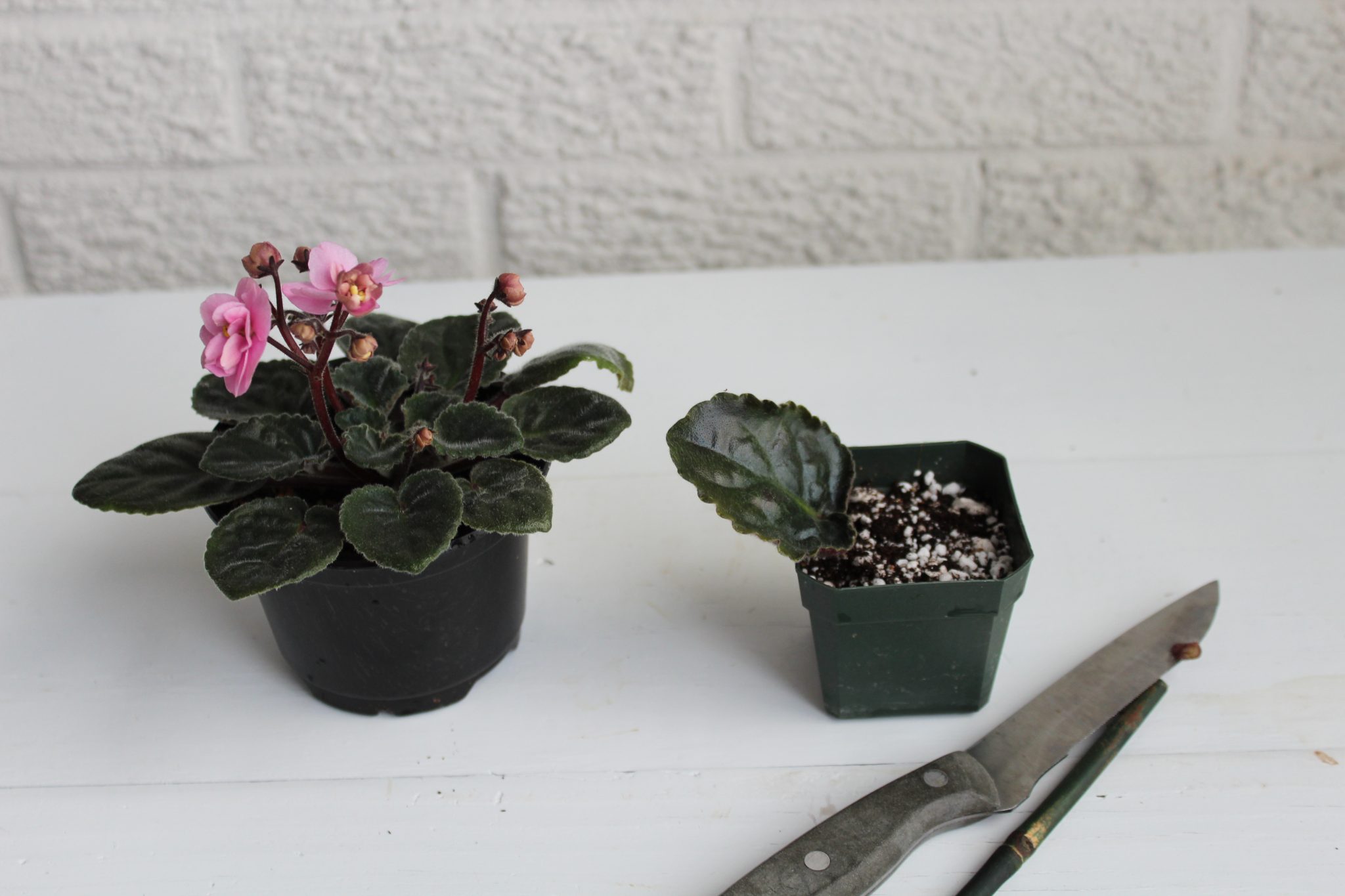 Episode 84: African Violets 101 with Lisa from Houseplant Guru ...