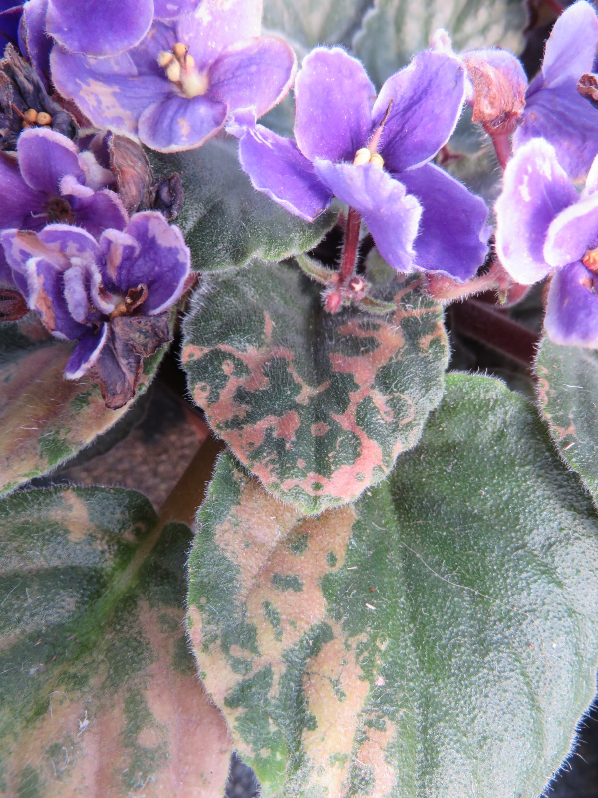 Episode 84: African Violets 101 with Lisa from Houseplant Guru ...