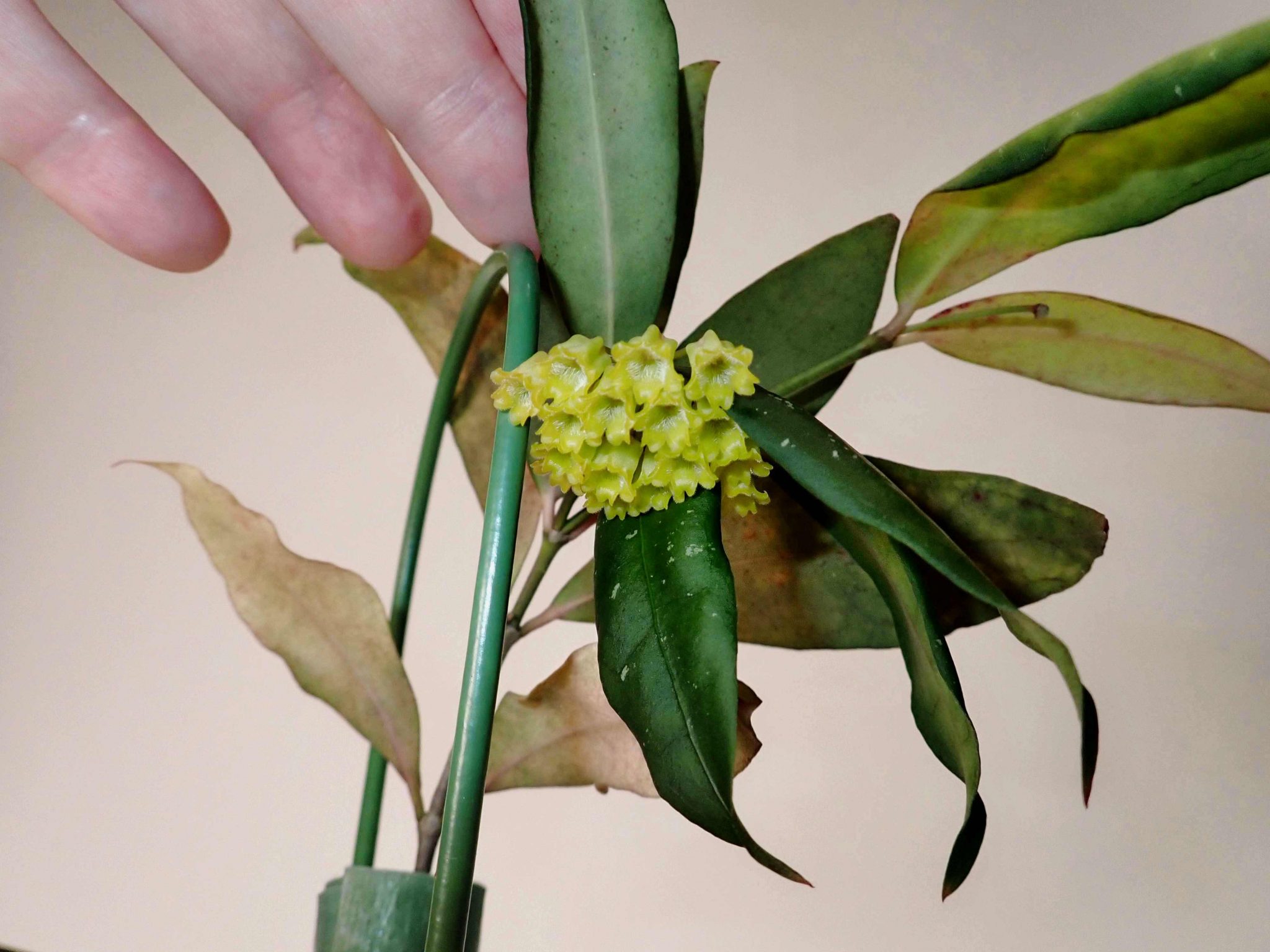 Episode 106: Hoya Care 101 and the Best Hoya's for Beginners ...