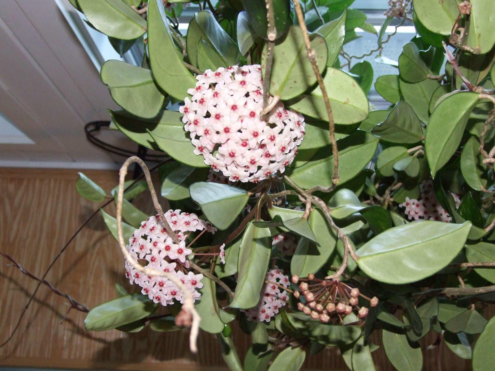 Episode 106: Hoya Care 101 and the Best Hoya's for Beginners ...