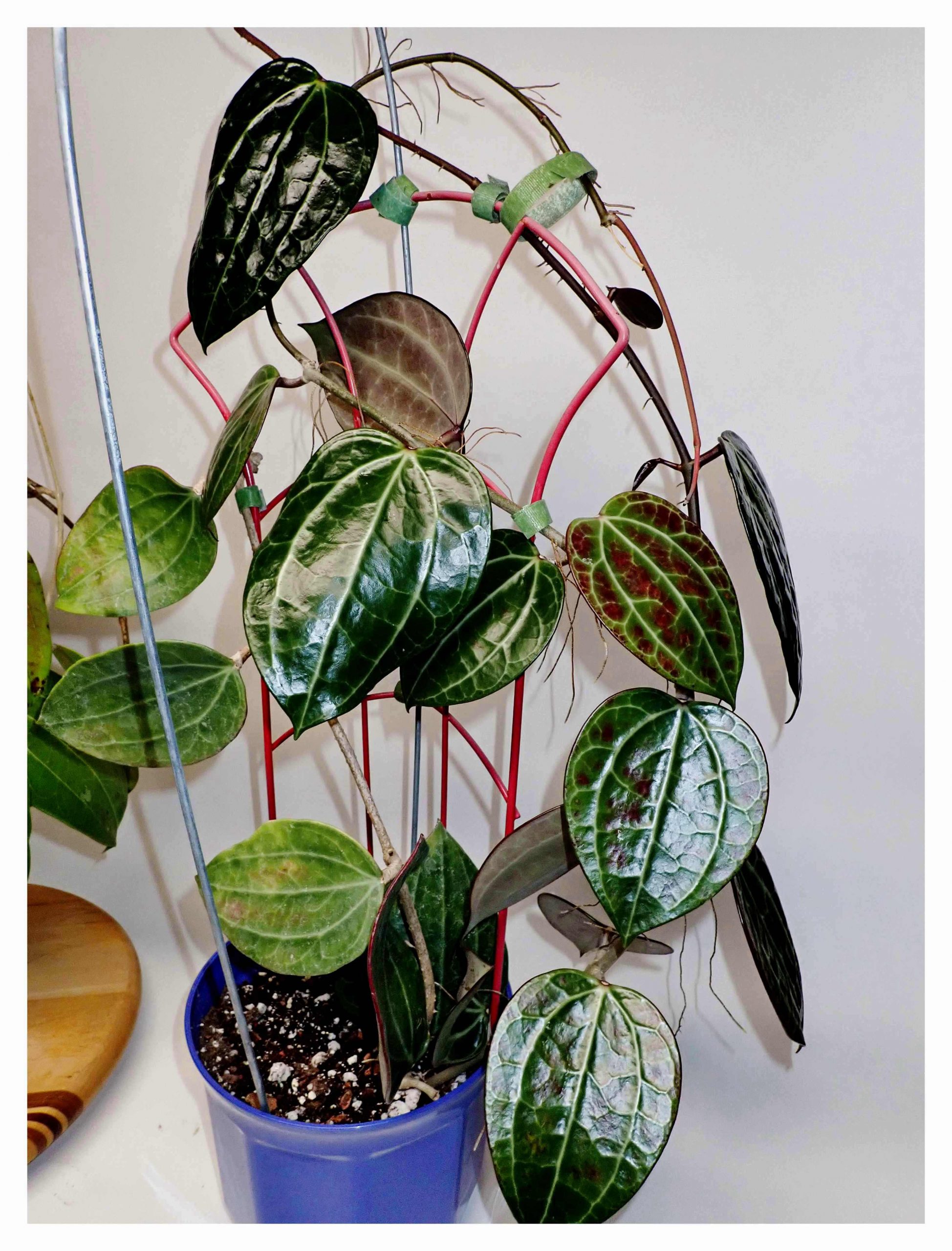 Episode 106: Hoya Care 101 and the Best Hoya's for Beginners ...