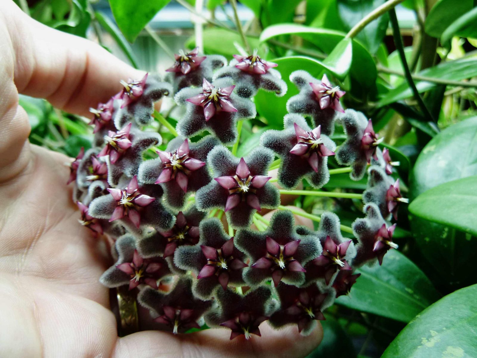 Episode 106: Hoya Care 101 and the Best Hoya's for Beginners ...