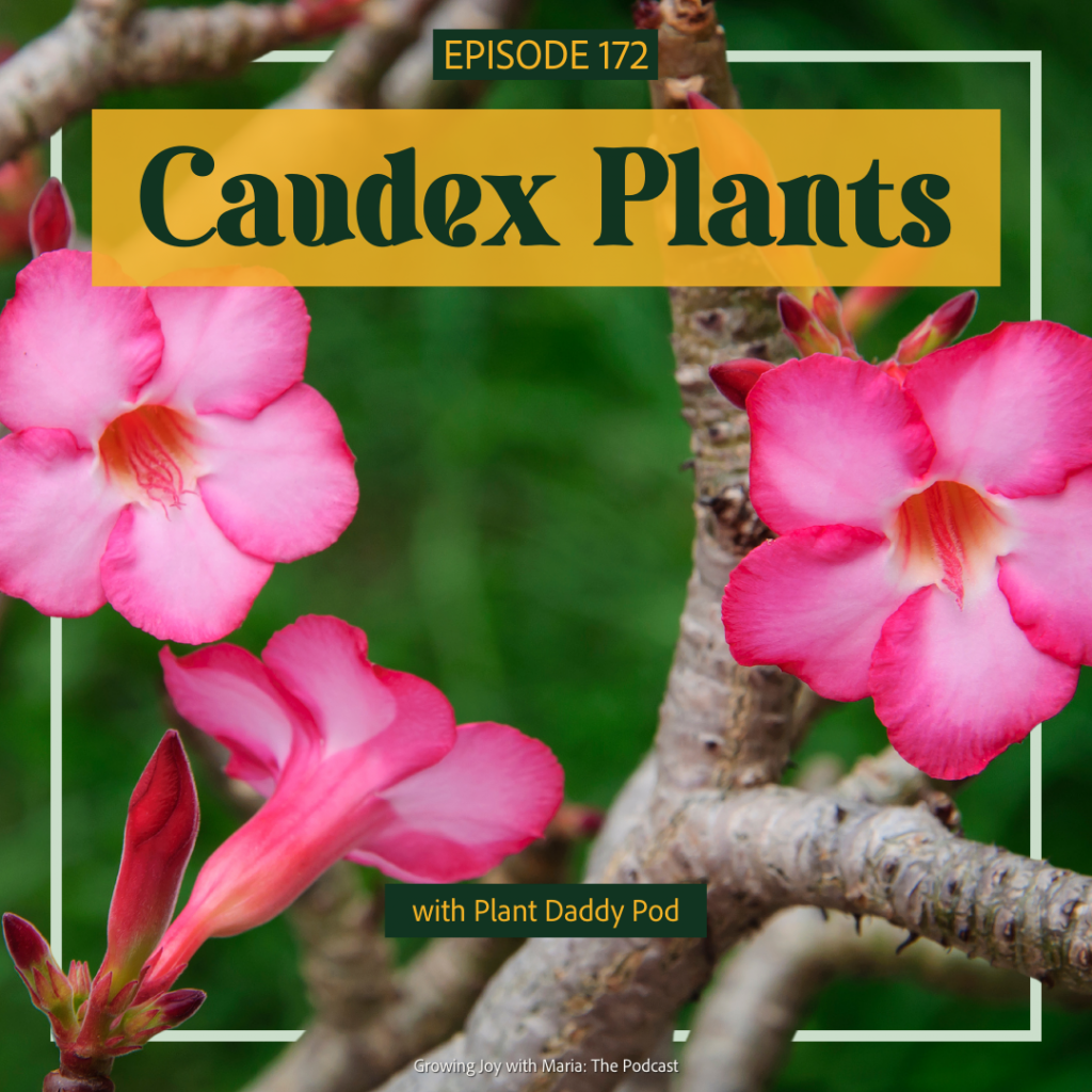 Caudex Plants with Plant Daddy Pod, Ep 172