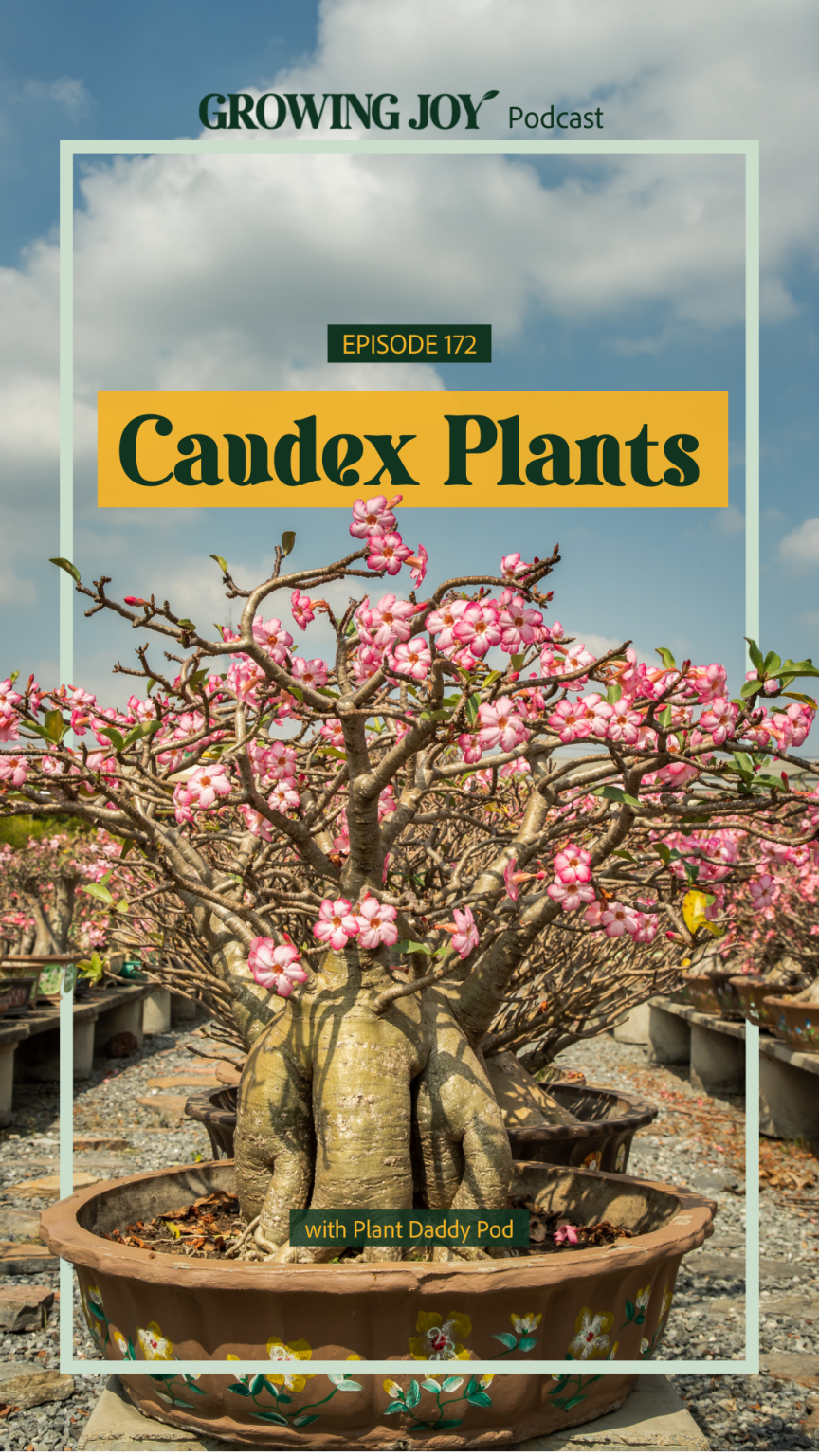 Caudex Plants with Plant Daddy Pod, Ep 172 - Growing Joy with Maria