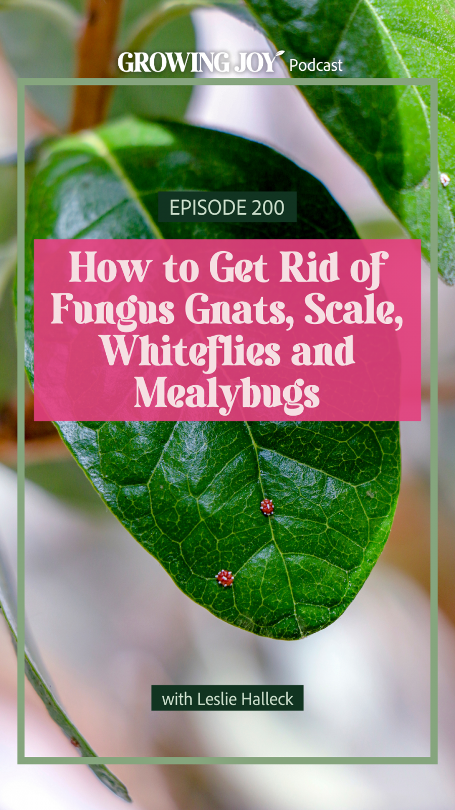 Common Houseplant Pest Identification and How to Get Rid of Fungus ...