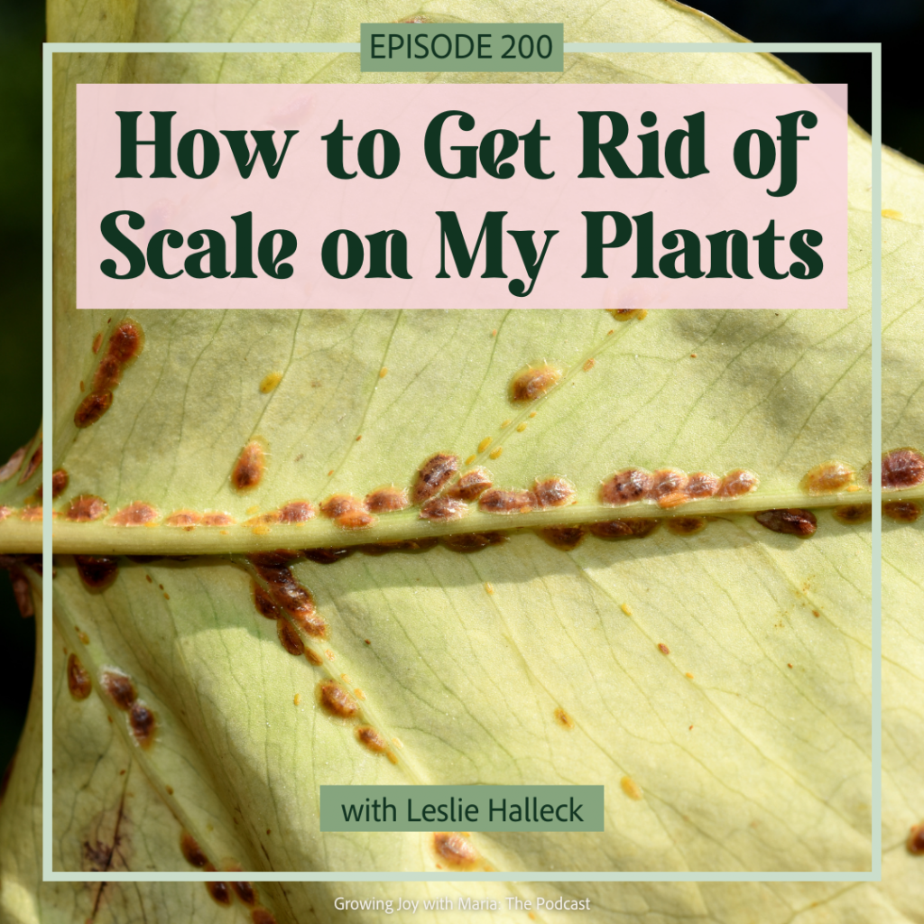 How To Get Rid Of Scale On My Plants Growing Joy With Maria