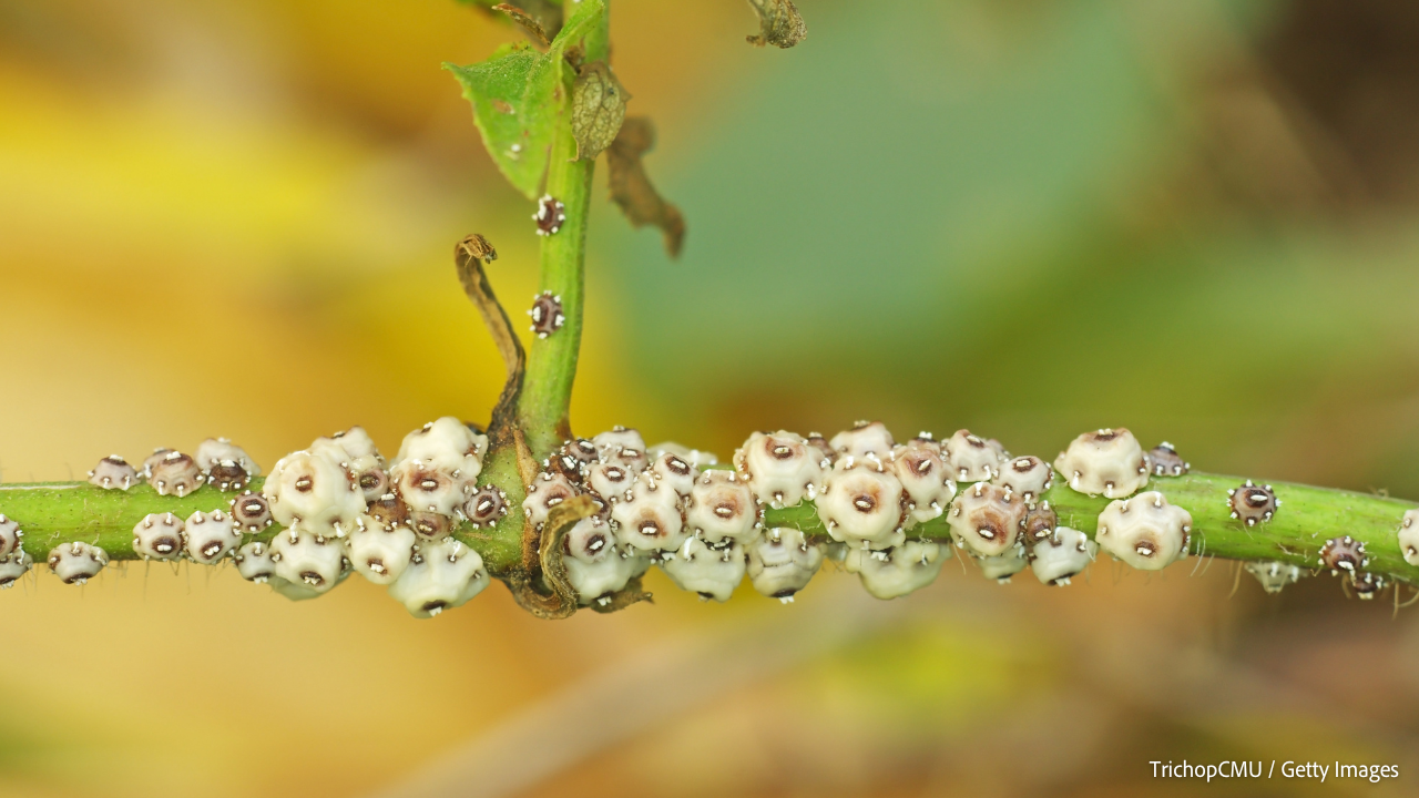 How to Get Rid of Scale on My Plants - Growing Joy with Maria