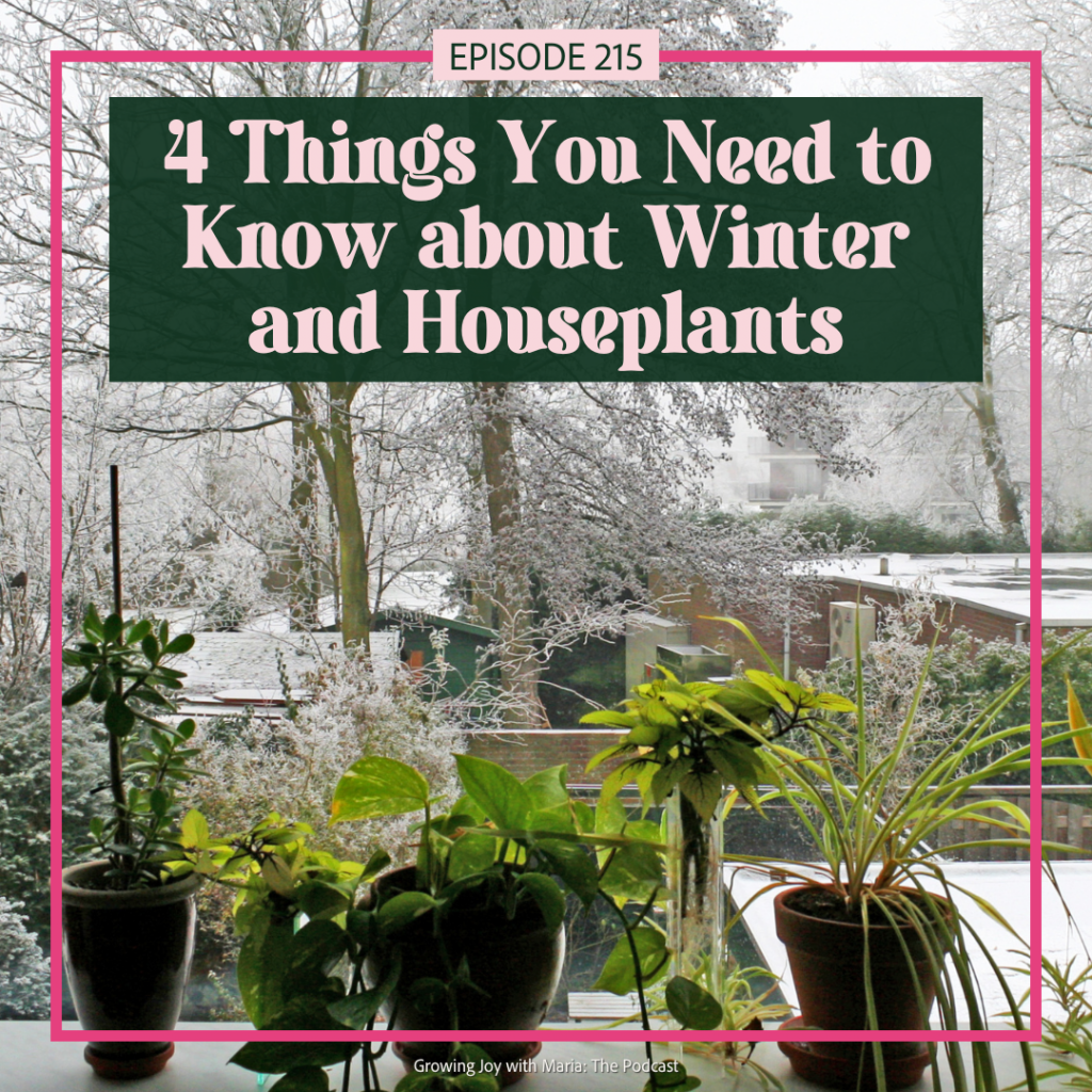 4 Things You Need to Know about Winter and Houseplants, Ep 215 - Growing Joy with Maria