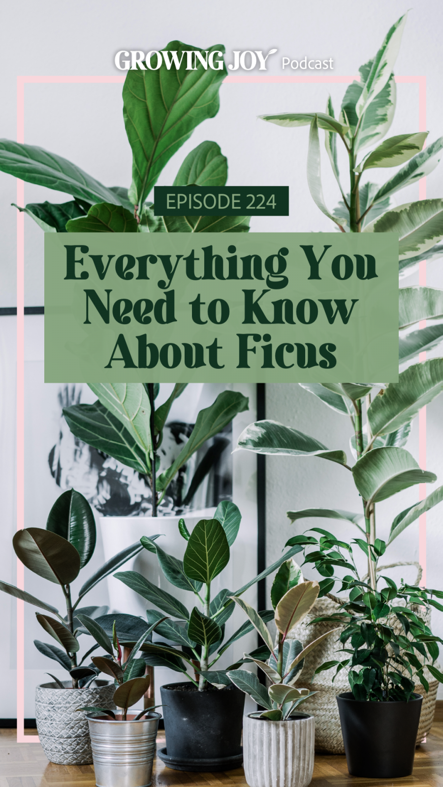 Everything You Need to Know About Ficus, Ep 224 - Growing Joy with Maria