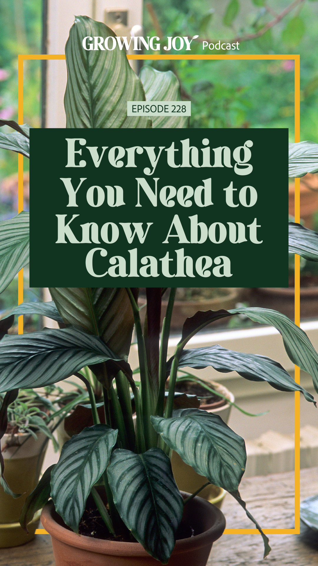 Everything You Need to Know About Calathea, Ep 228 - Growing Joy with Maria