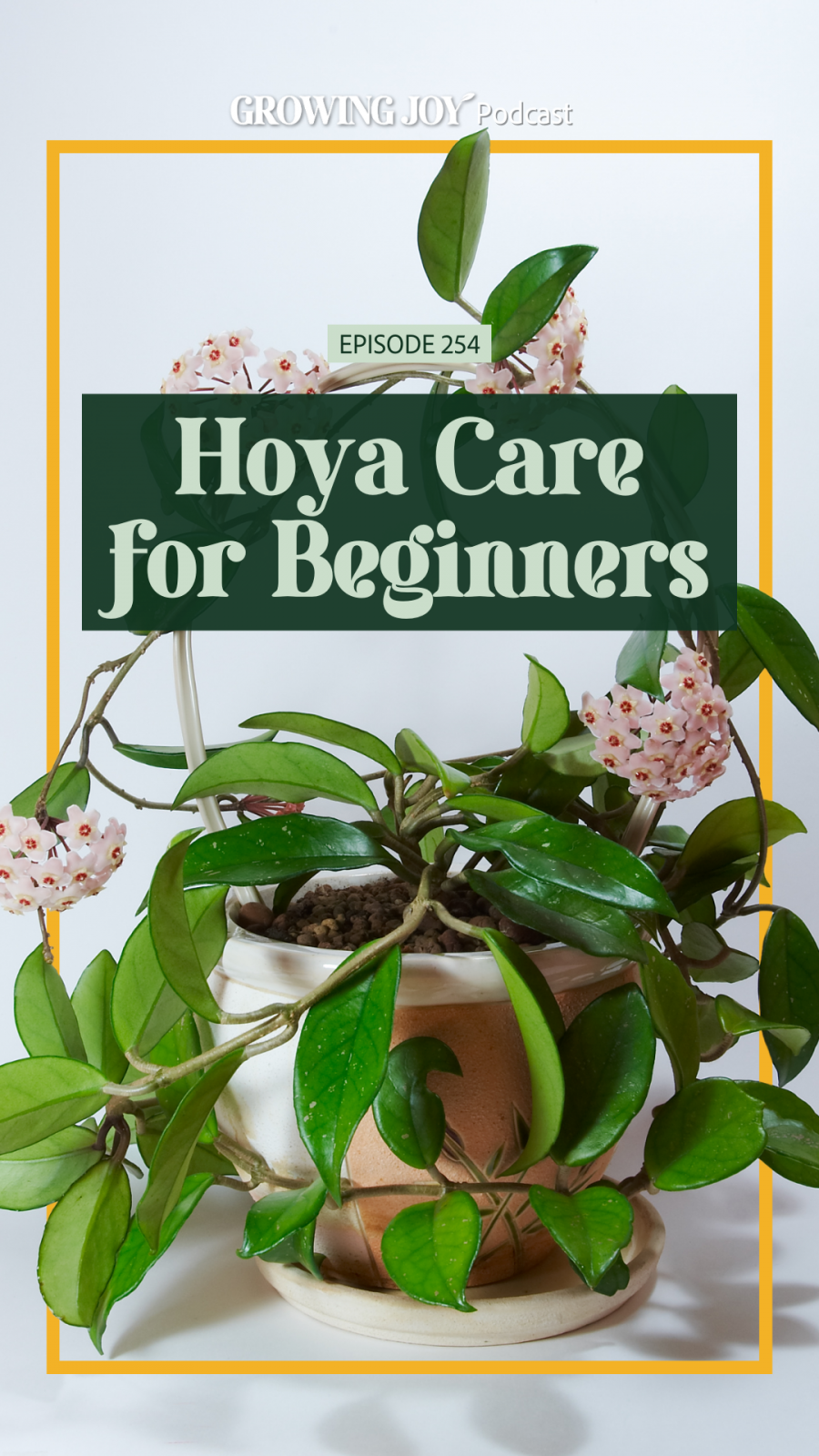 Hoya Care for Beginners, Ep 254 - Growing Joy with Maria