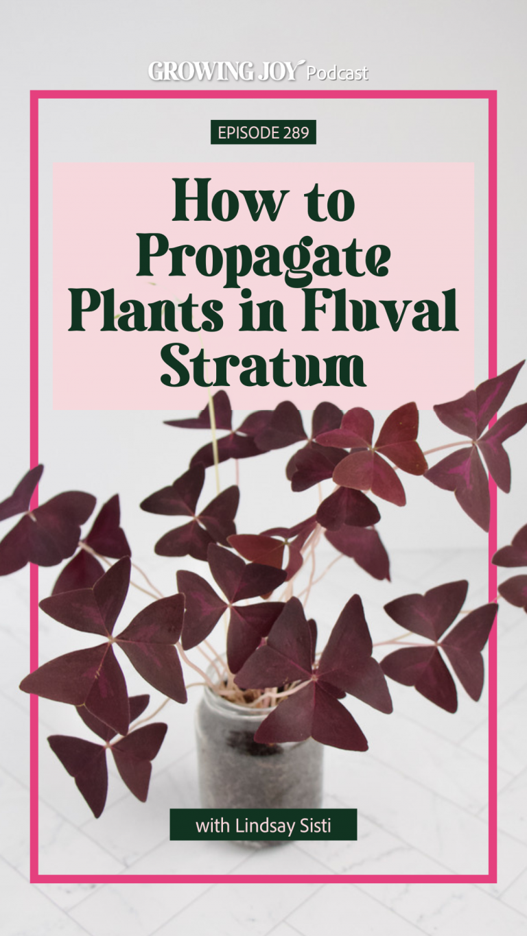 How to Propagate Plants in Fluval Stratum with Lindsay Sisti, Ep 289 ...
