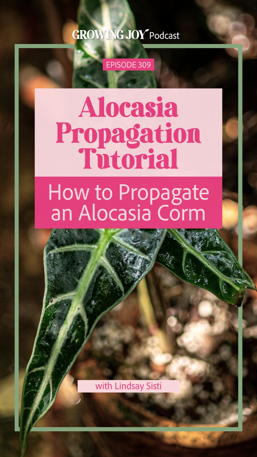 Alocasia Propagation Tutorial: How to Propagate an Alocasia Corm with ...